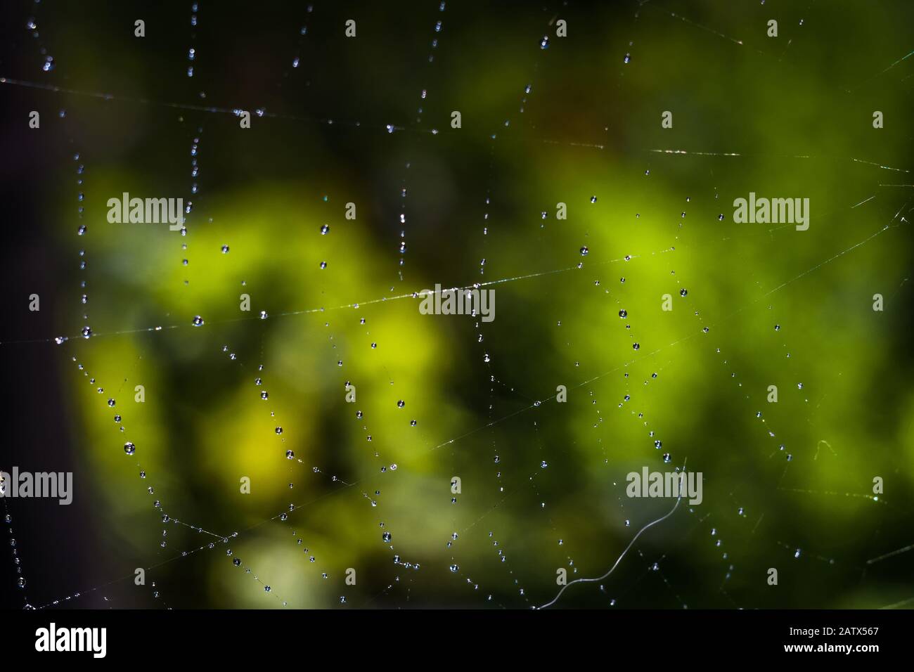 Drops of water on spider web natural background Stock Photo - Alamy