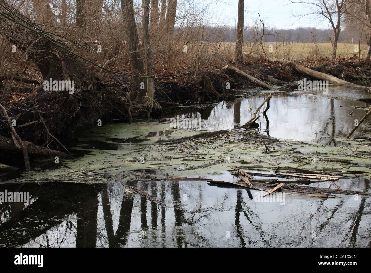 Creek with moss and downed tree limbs Stock Photo - Alamy