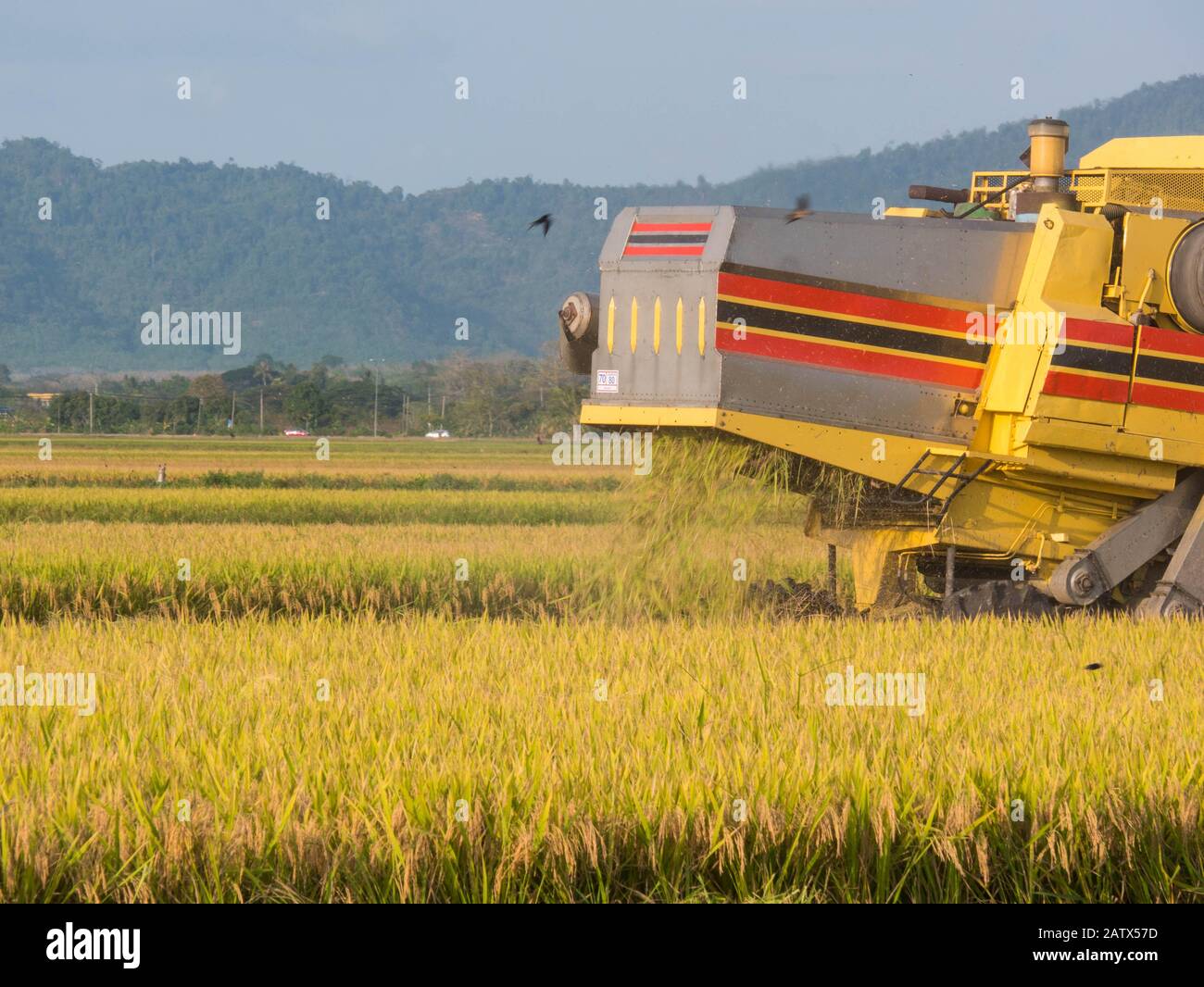 Reaping rice using harvester Stock Photo - Alamy