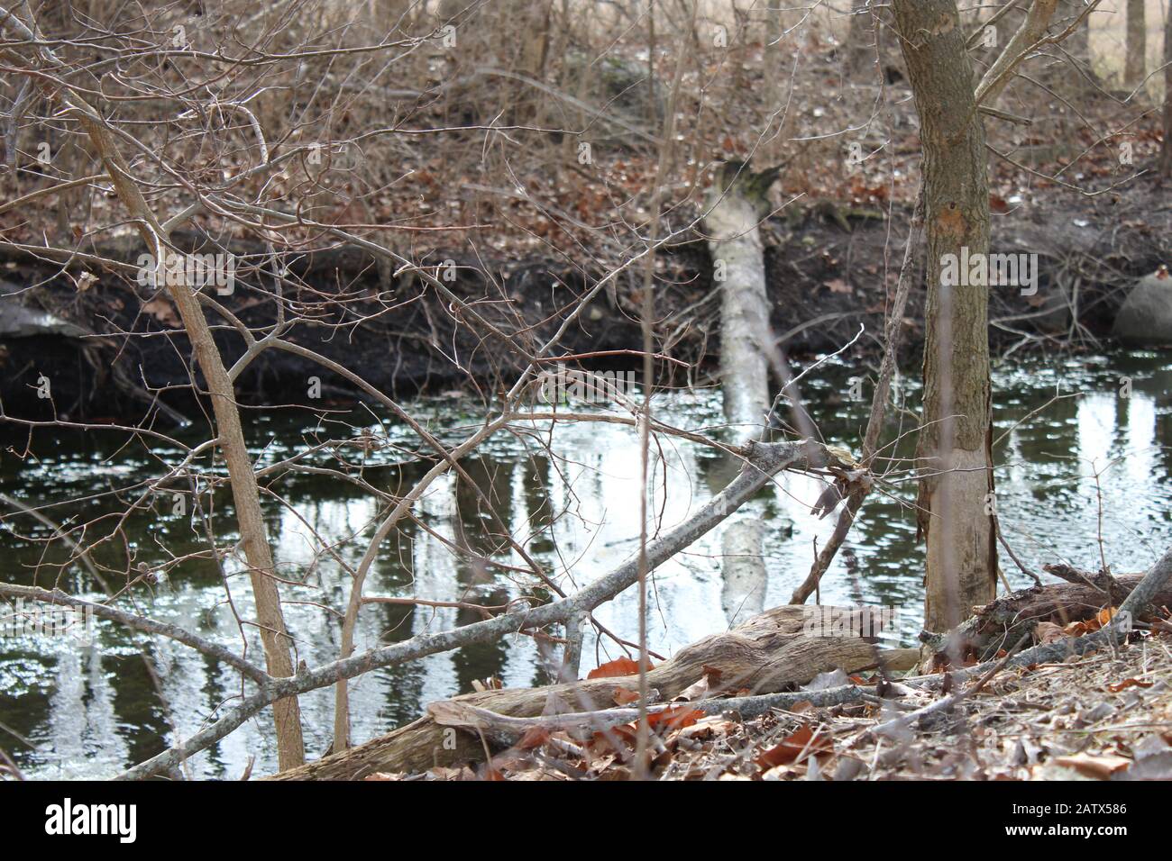 Creek with moss and downed tree limbs Stock Photo - Alamy