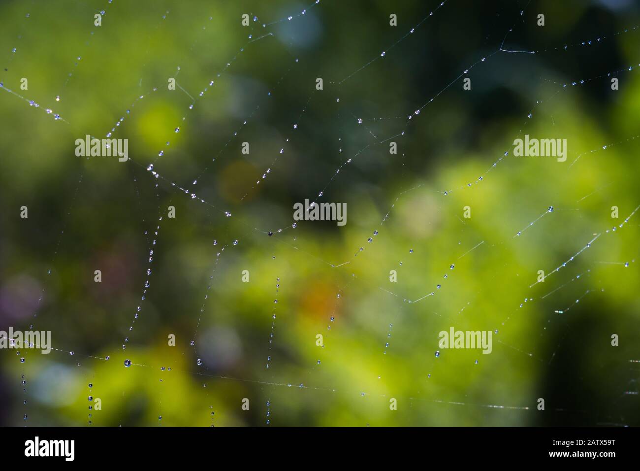 Drops of water on spider web natural background Stock Photo - Alamy