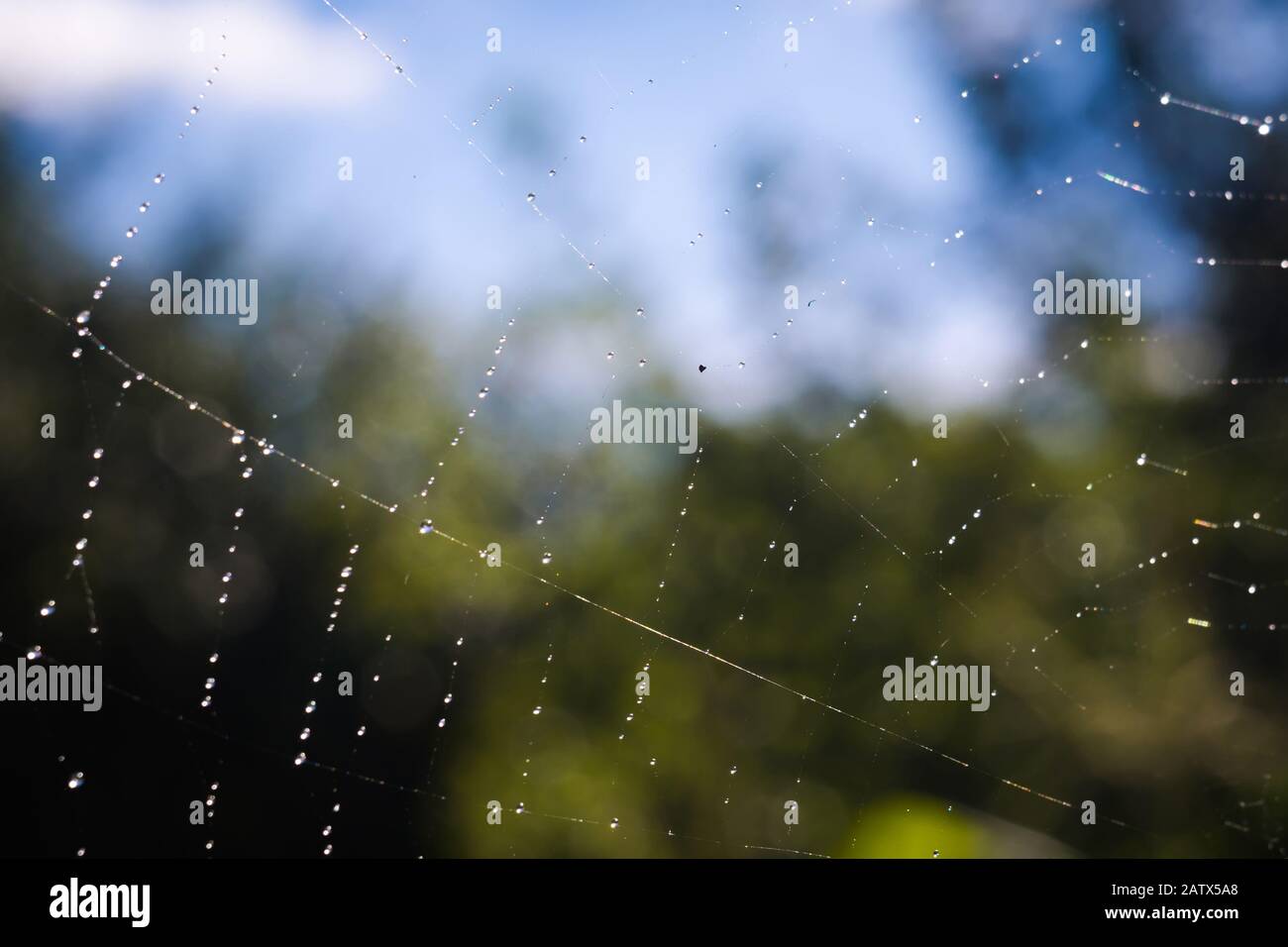 Drops of water on spider web natural background Stock Photo - Alamy
