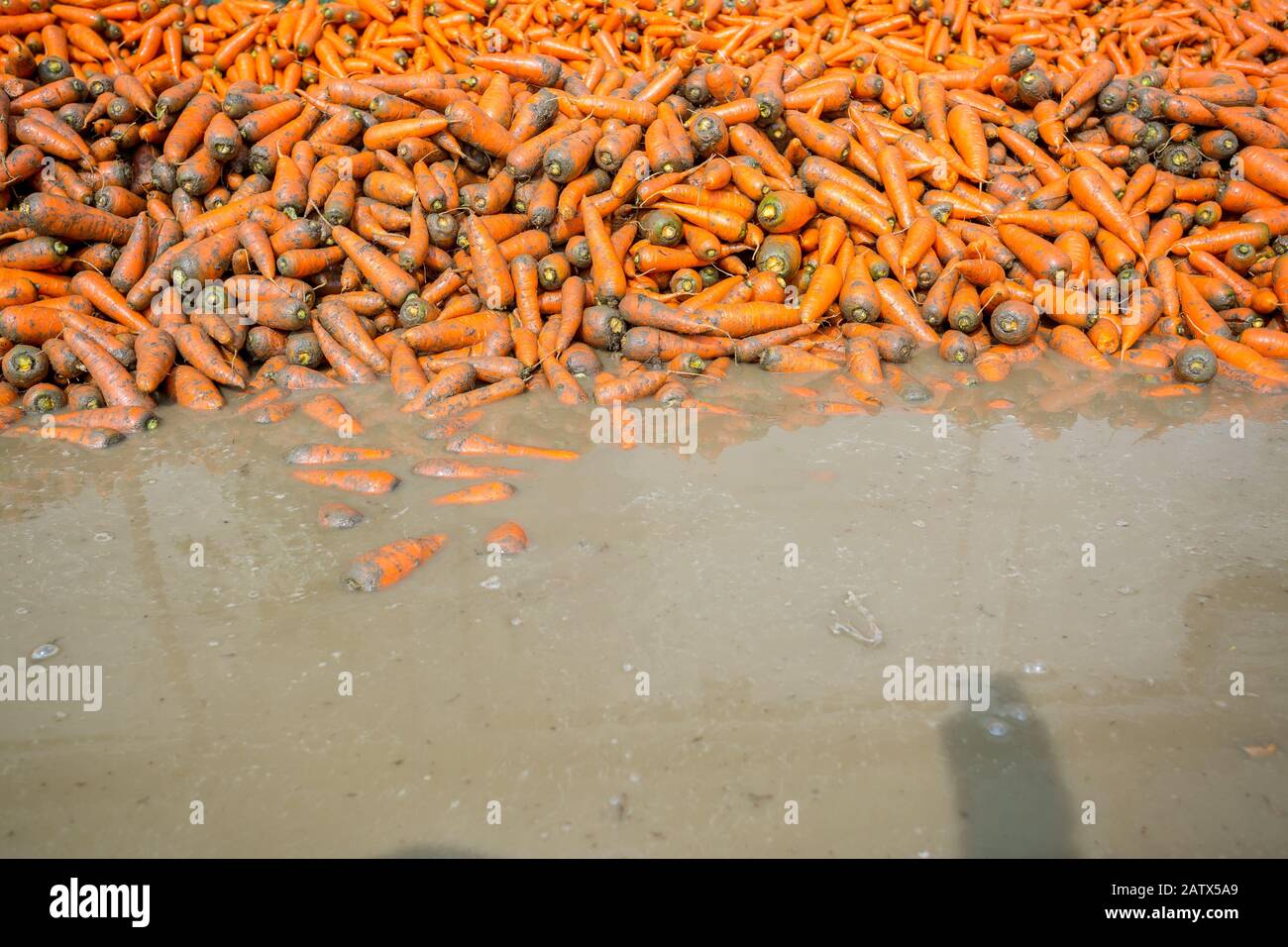Un-washed and dirty carrot washing on throw pipe water. Food background ...