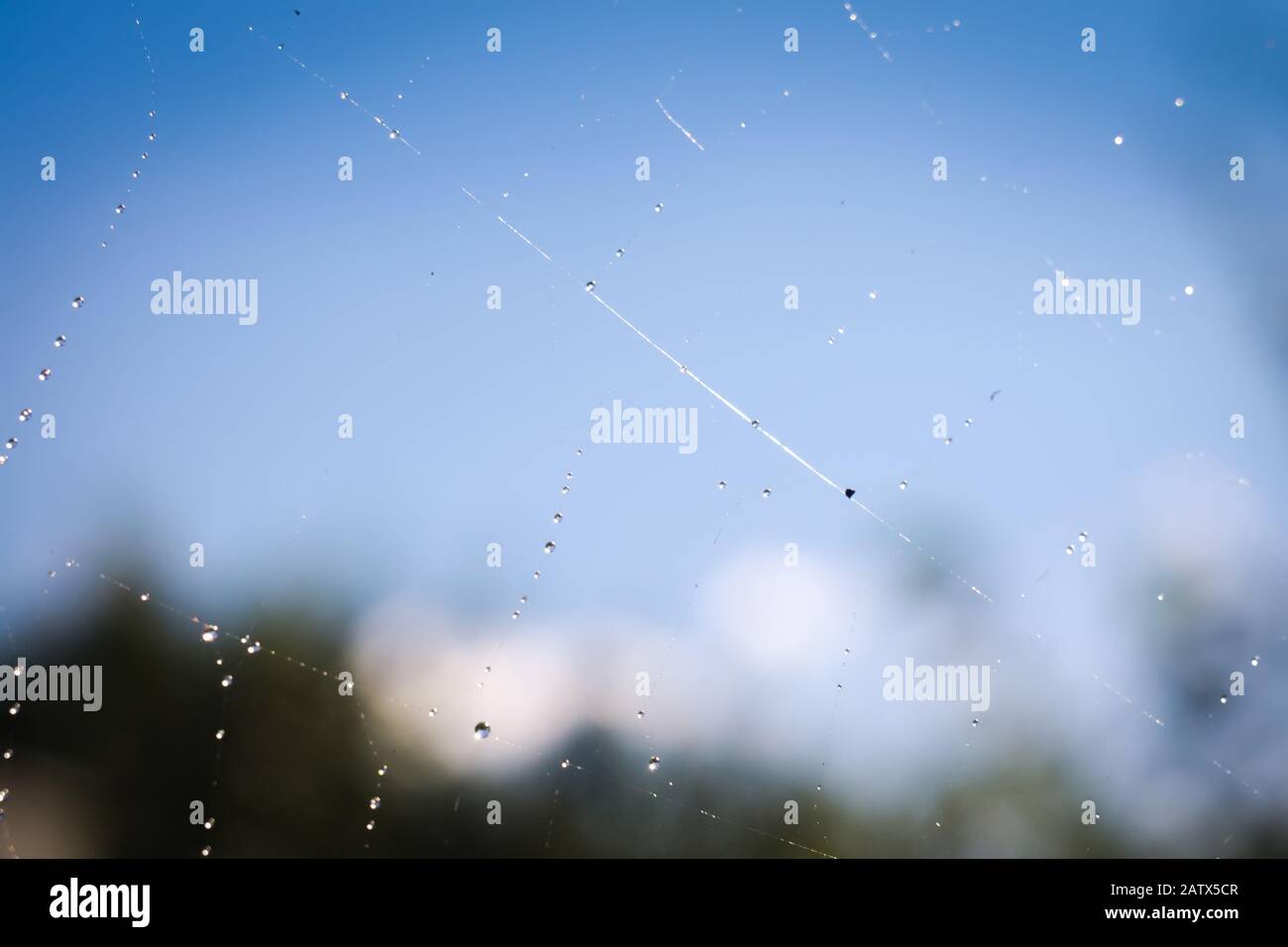 Drops of water on spider web natural background Stock Photo - Alamy