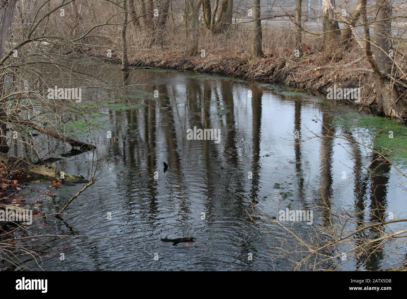 Creek with moss and downed tree limbs Stock Photo - Alamy