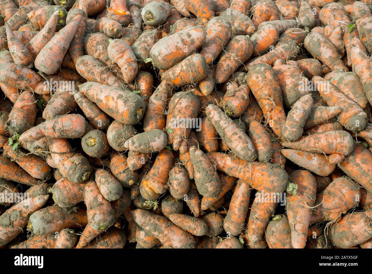 Carrots in stack, not washed. Un-washed and dirty carrot background ...