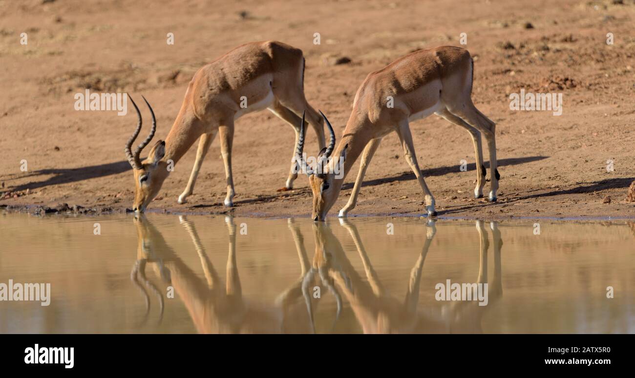 Impala Water Hole High Resolution Stock Photography and Images - Alamy