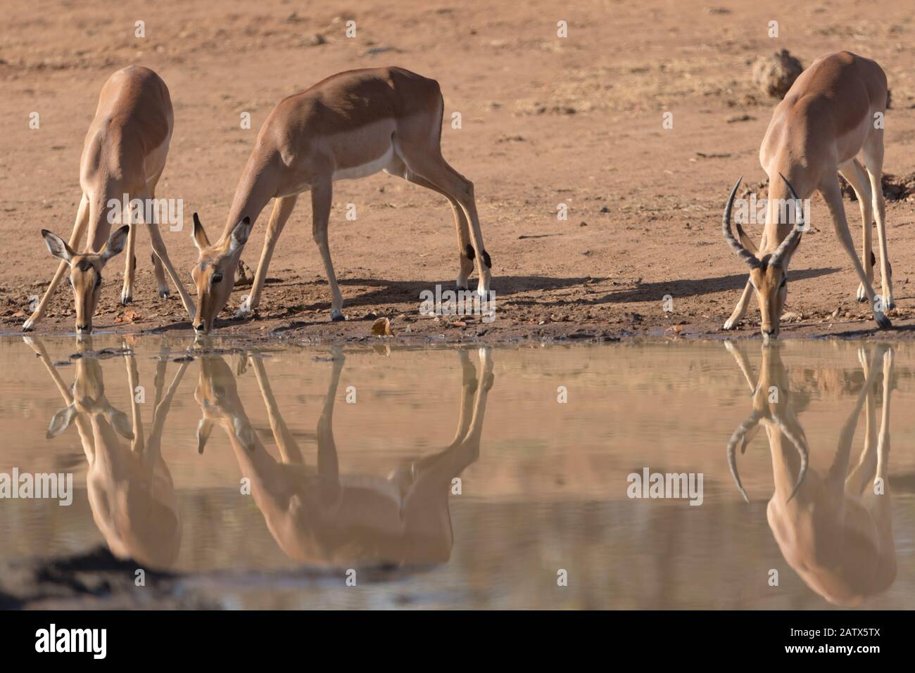 Impala Water Hole High Resolution Stock Photography and Images - Alamy
