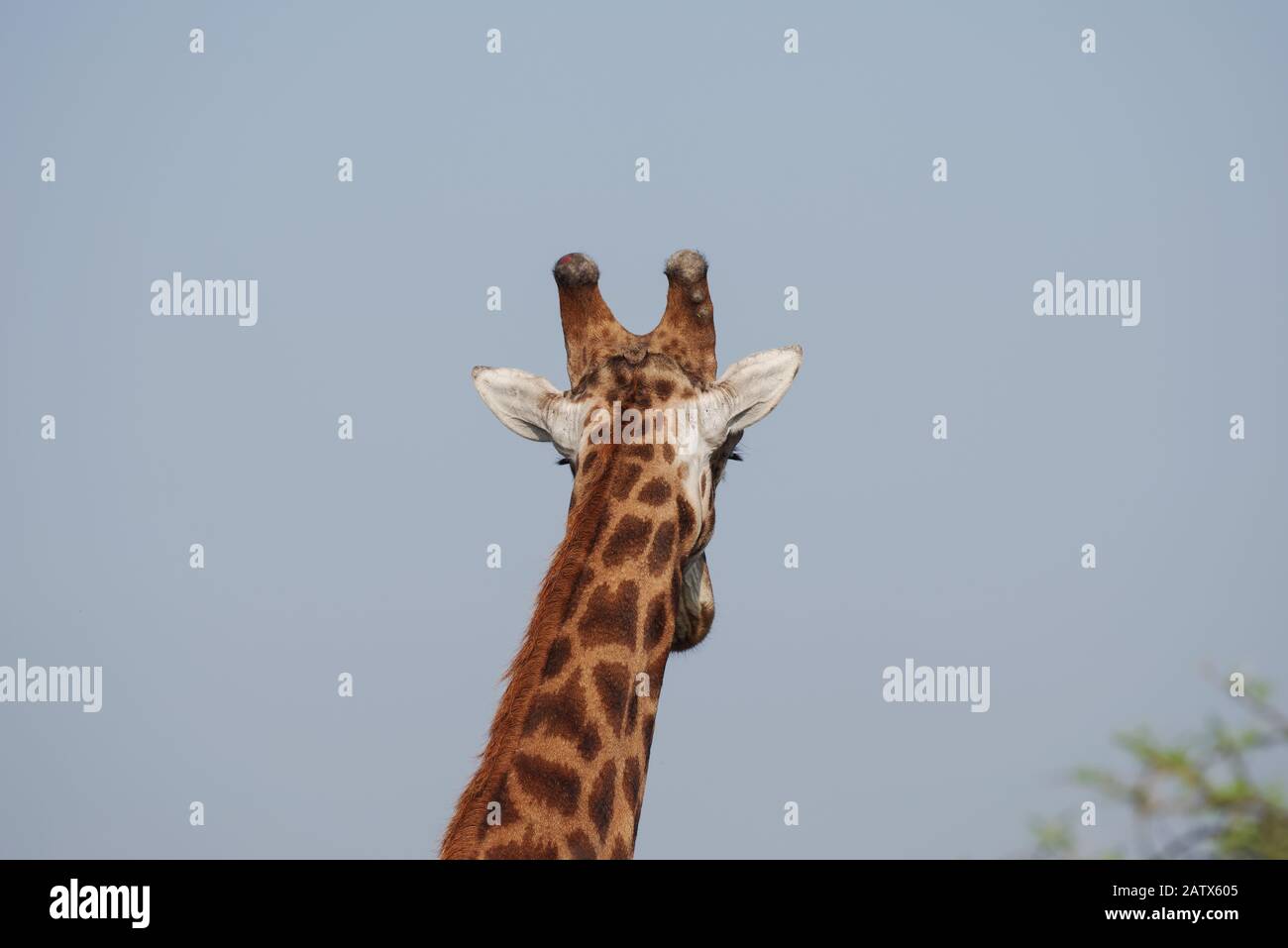 Head of a giraffe towering above the surrounding landscape in Nambiti ...