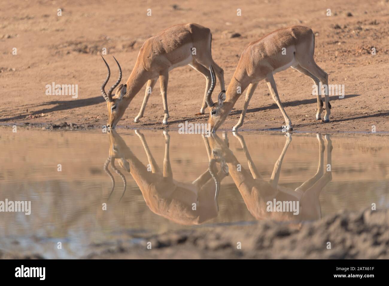 Impala Water Hole High Resolution Stock Photography and Images - Alamy