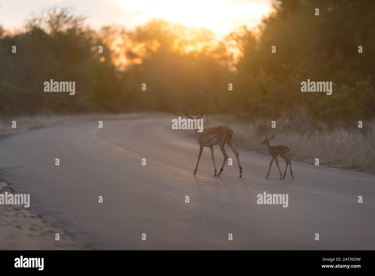 Impala Ewe With Calf High Resolution Stock Photography and Images - Alamy