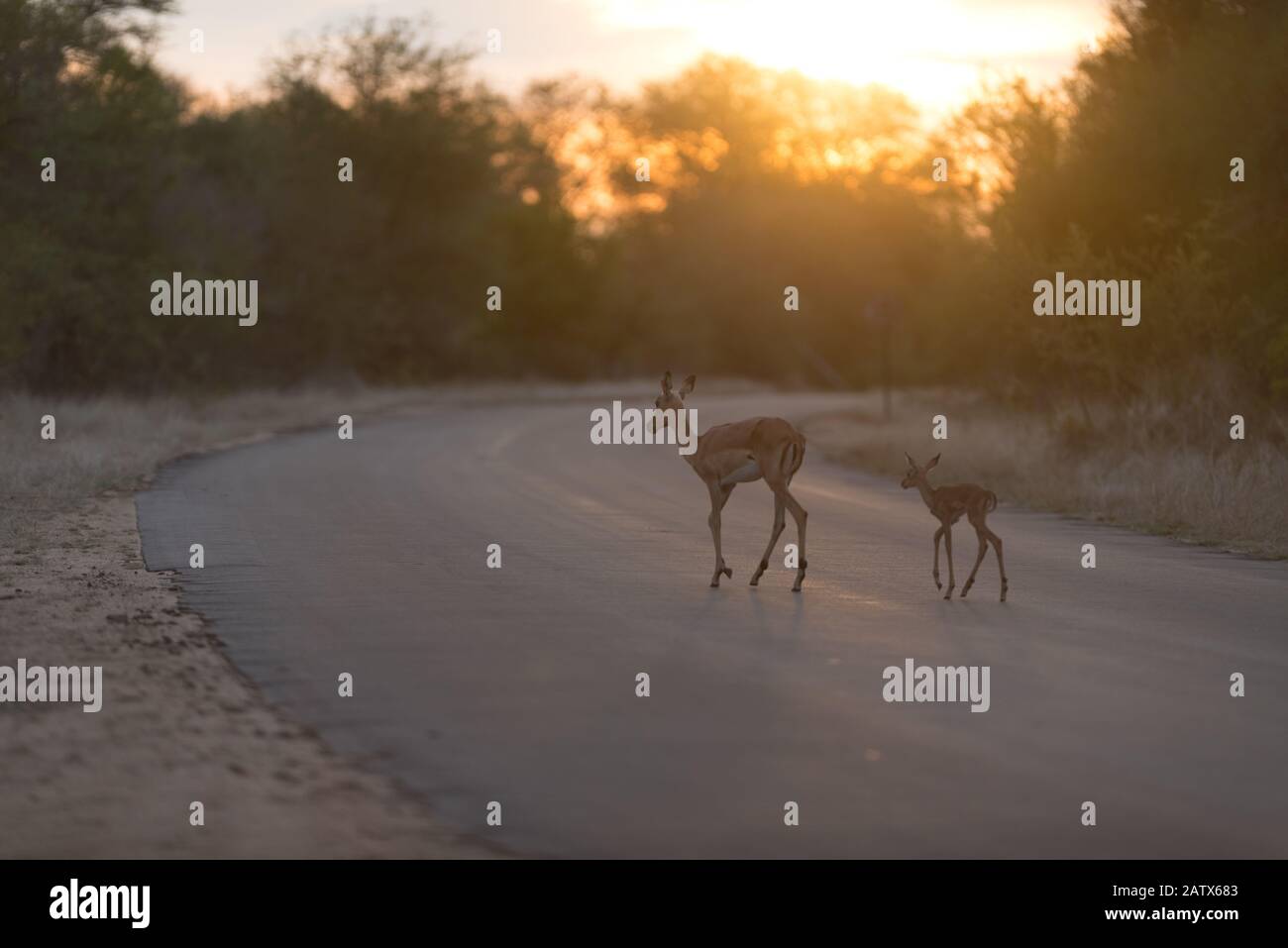 Impala Ewe With Calf High Resolution Stock Photography and Images - Alamy