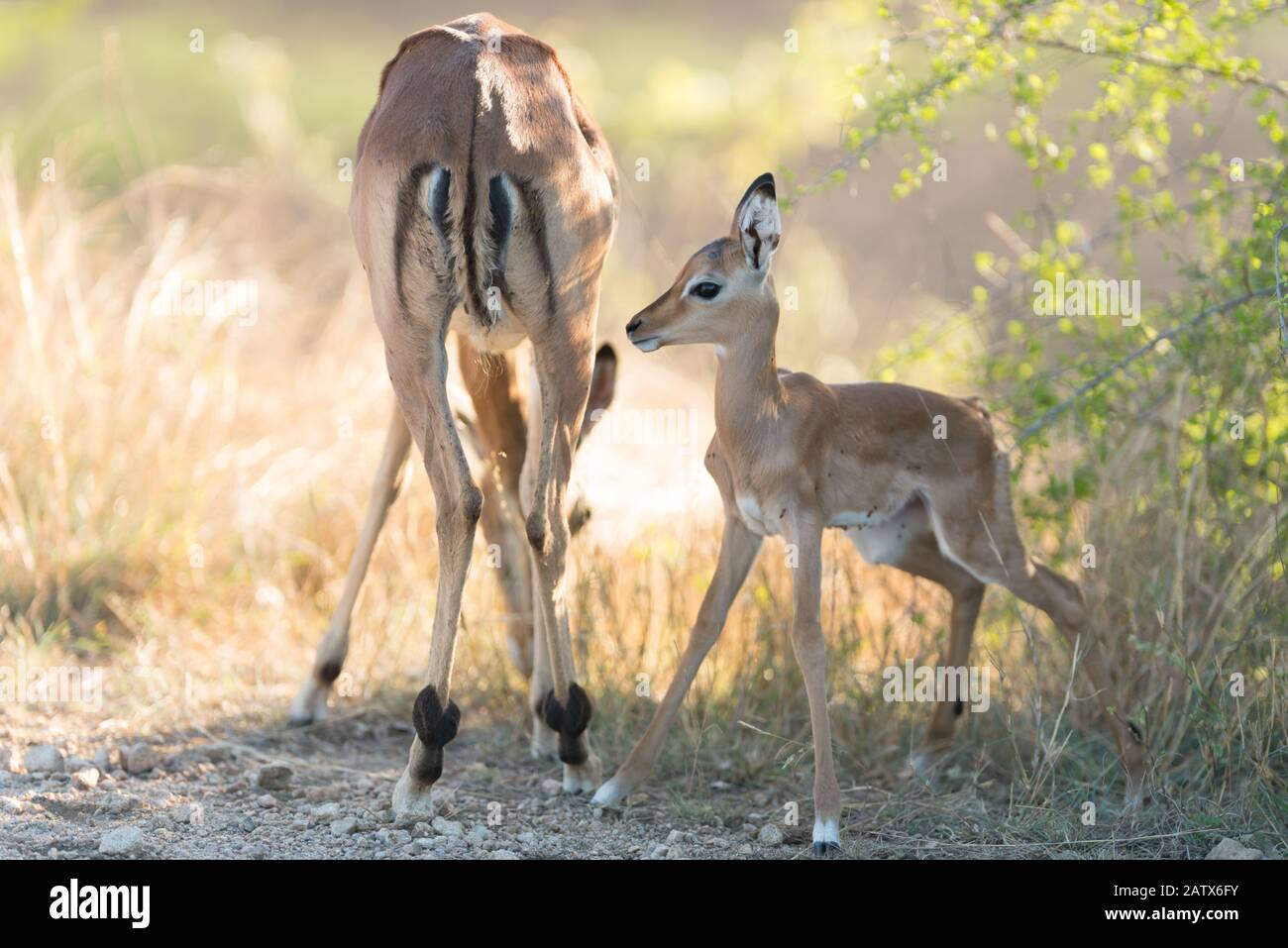 impala calf, baby impala Stock Photo - Alamy