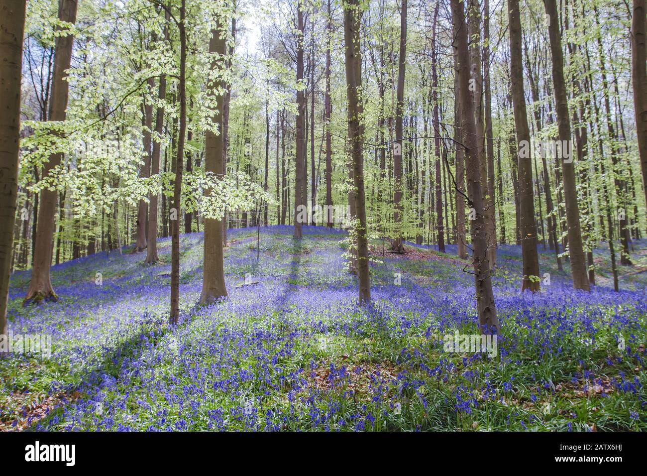Bluebells woodland springtime trees hi-res stock photography and images ...