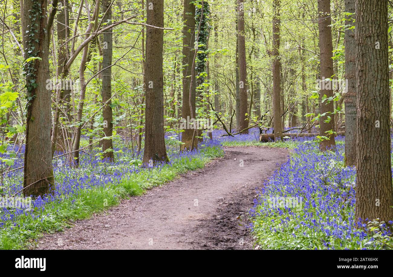 Bluebells among trees hi-res stock photography and images - Alamy