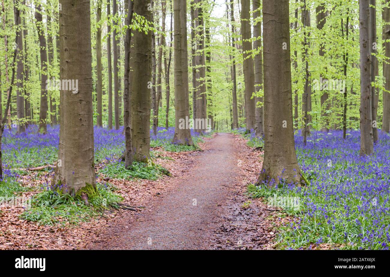 Bluebells among trees hi-res stock photography and images - Alamy