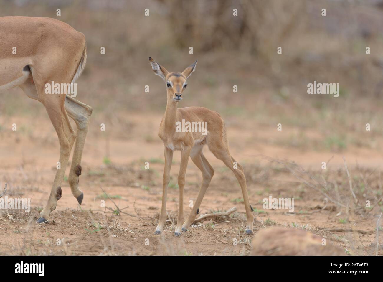 impala calf, baby impala Stock Photo - Alamy
