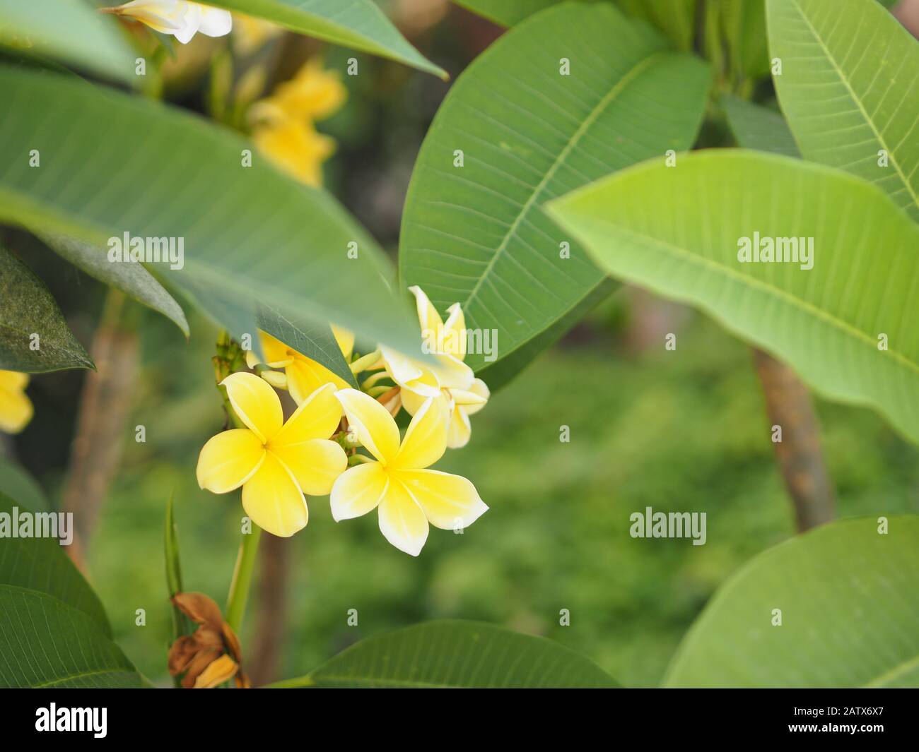 Frangipani, Plumeria, Temple, Graveyard Tree yellow flower on blurred ...