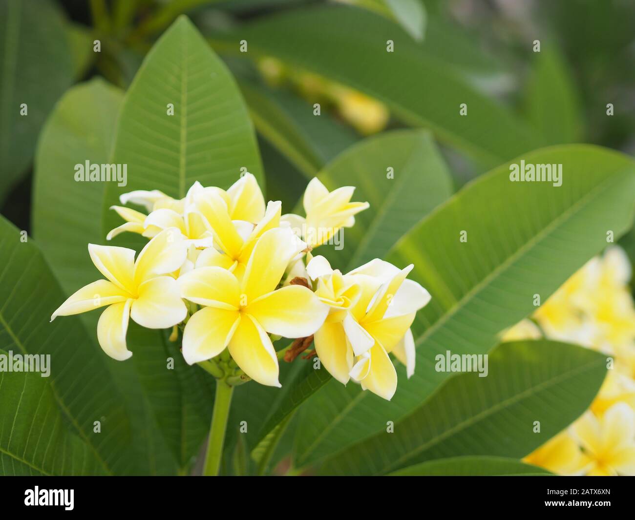 Frangipani, Plumeria, Temple, Graveyard Tree yellow flower on blurred ...