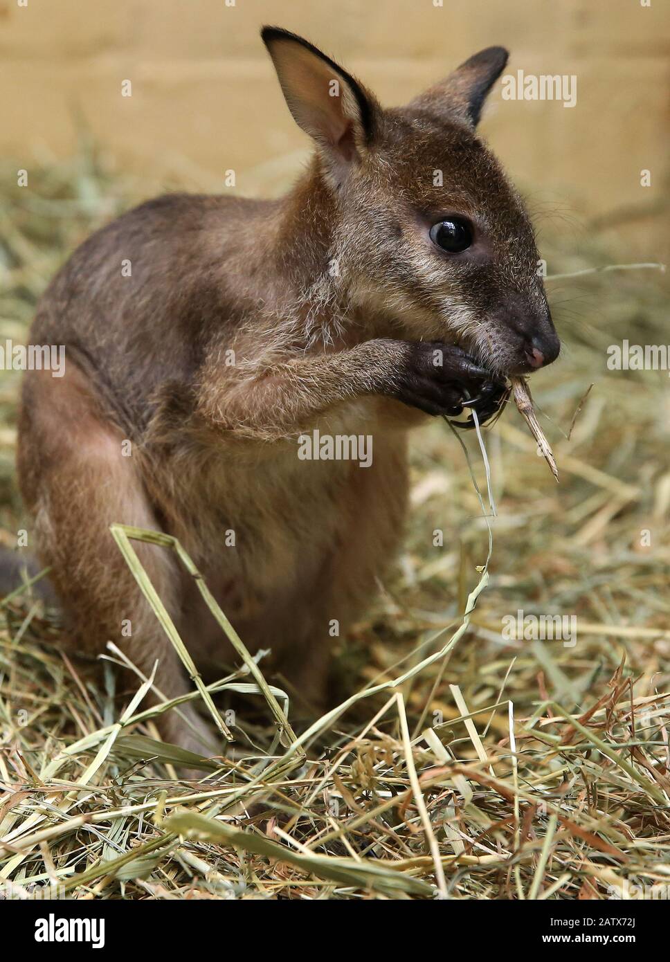 Stiff animal hi-res stock photography and images - Alamy