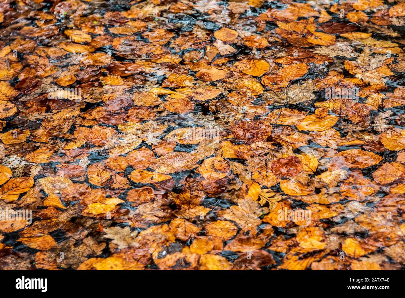 Colourful autumn leaves floating on pondwater Stock Photo - Alamy