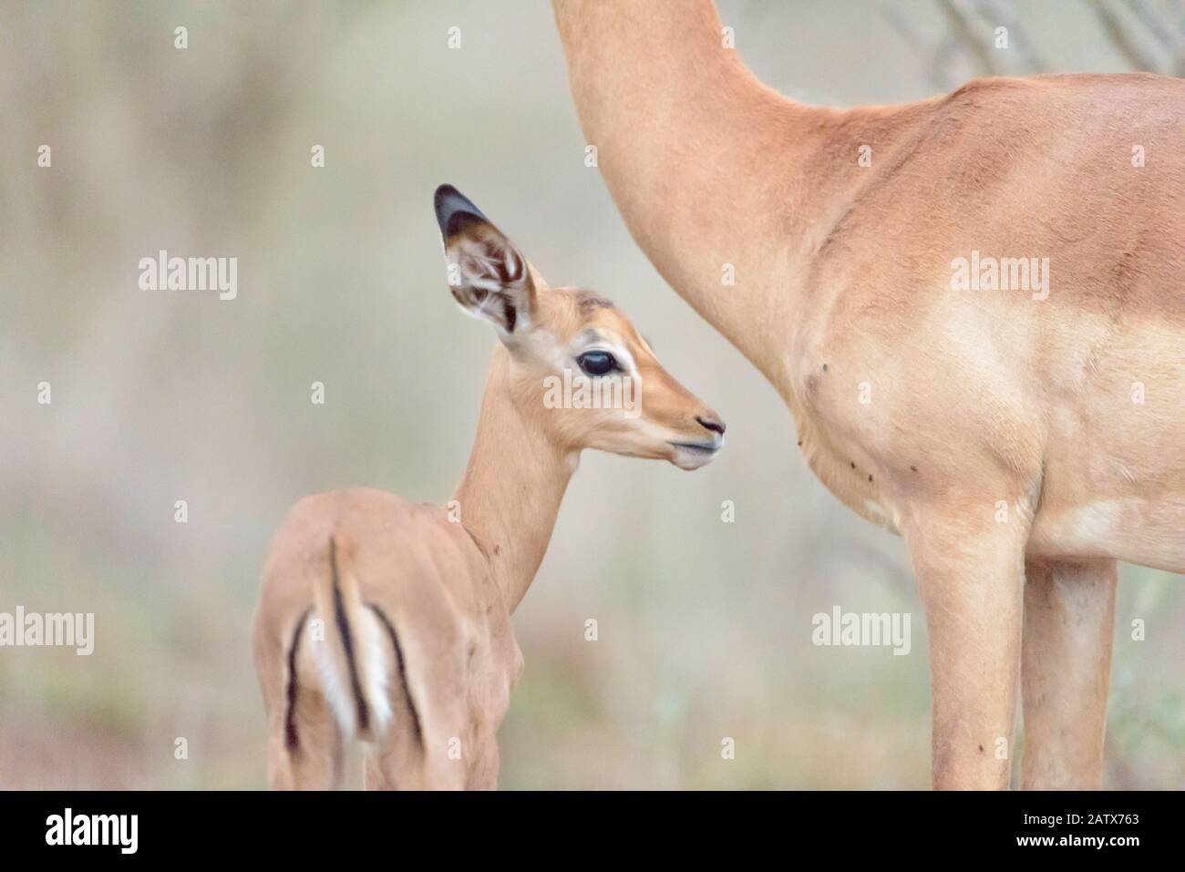 Impala ewe with calf hi-res stock photography and images - Alamy