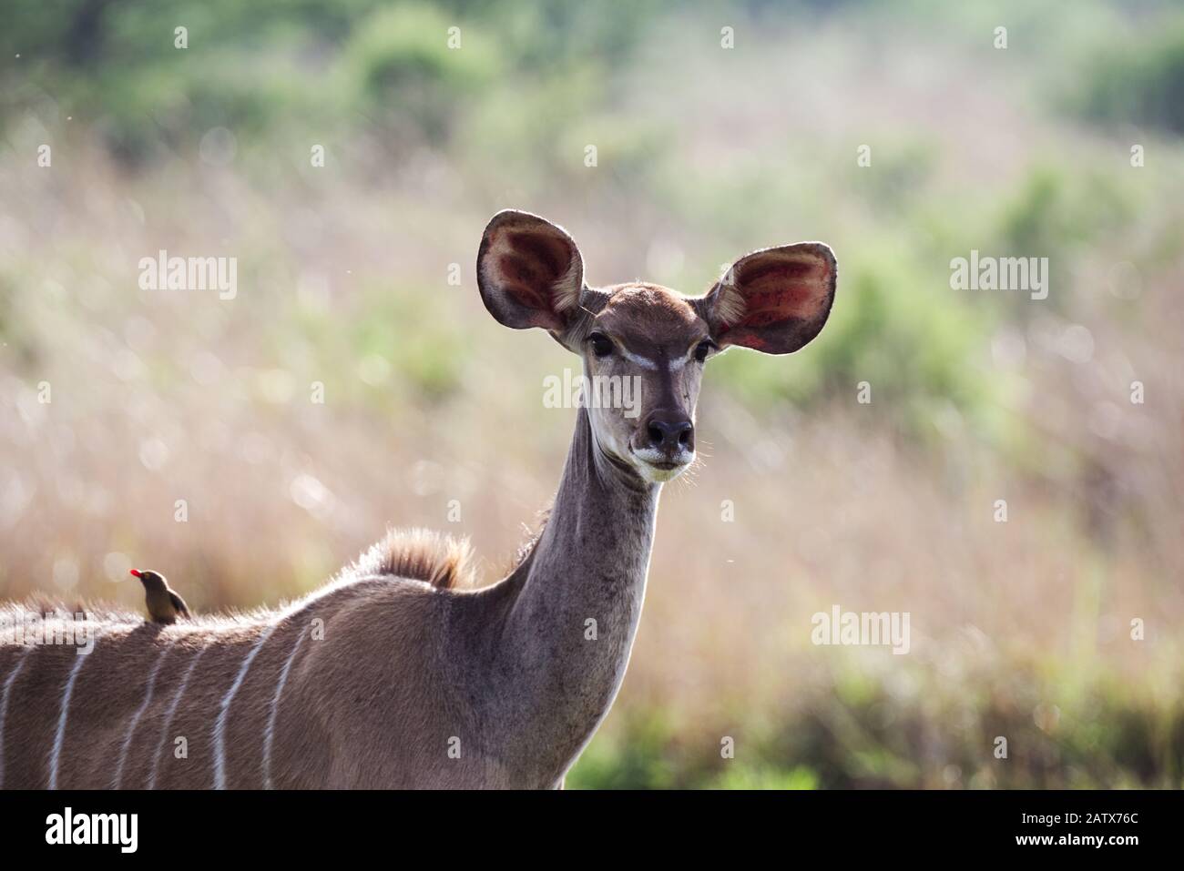 Oxpecker africa game park safari hi-res stock photography and images ...