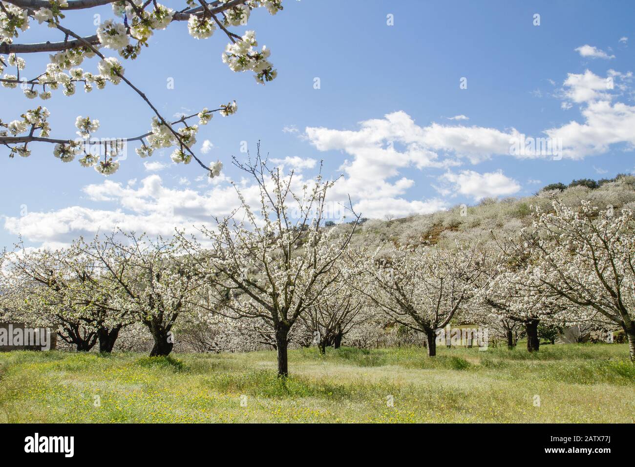 Beautiful springtime cherry blossoms in Valle del Jerte, Extremadura ...
