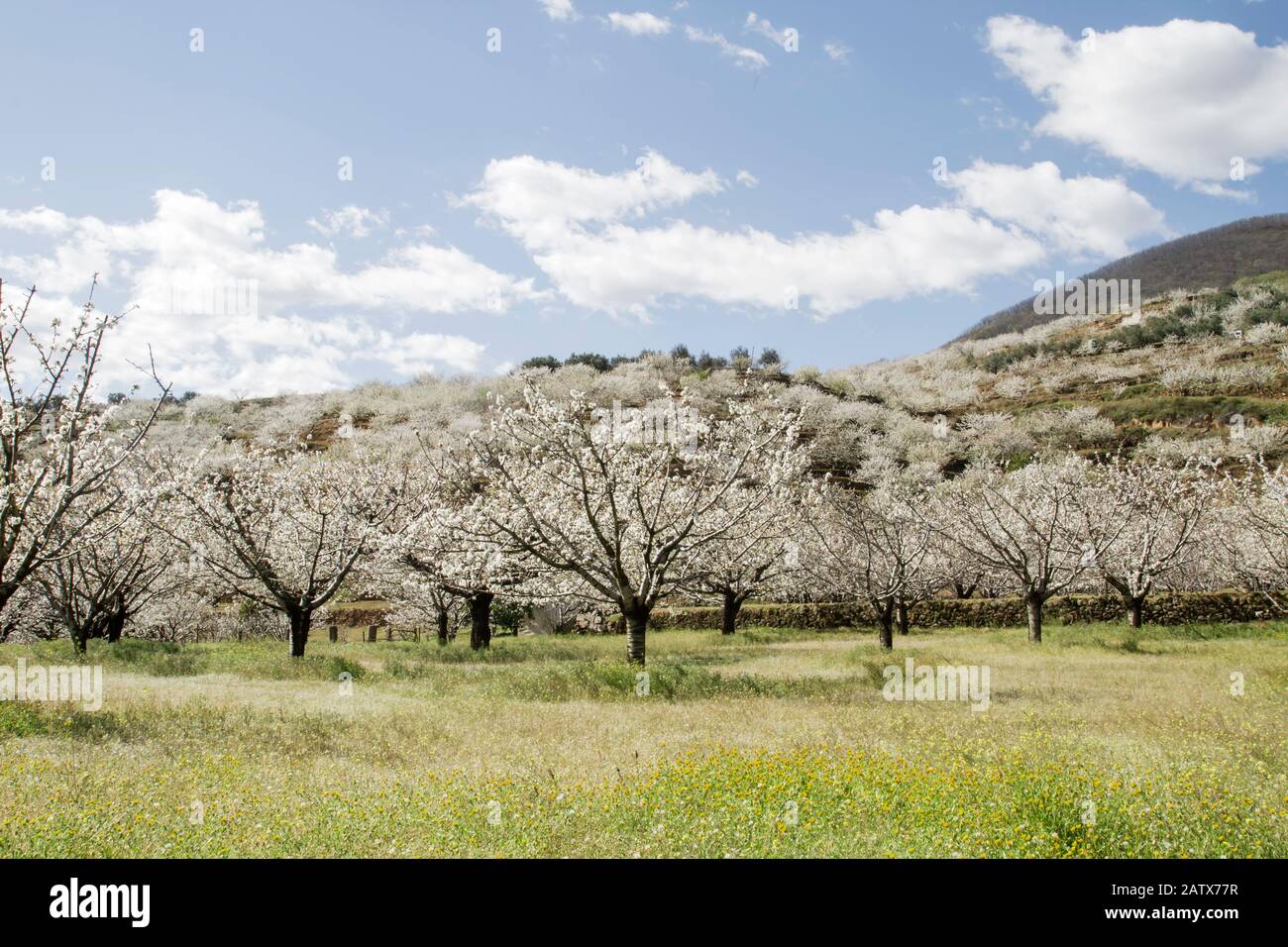 Beautiful springtime cherry blossoms in Valle del Jerte, Extremadura ...