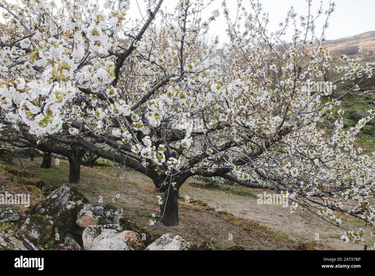 Beautiful springtime cherry blossoms in Valle del Jerte, Extremadura ...