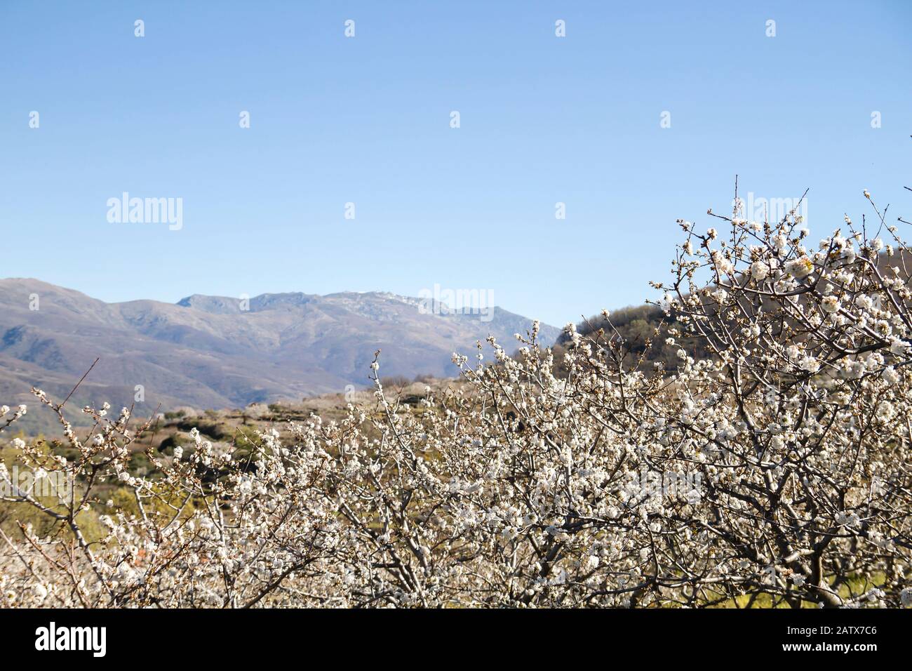 Beautiful springtime cherry blossoms in Valle del Jerte, Extremadura ...