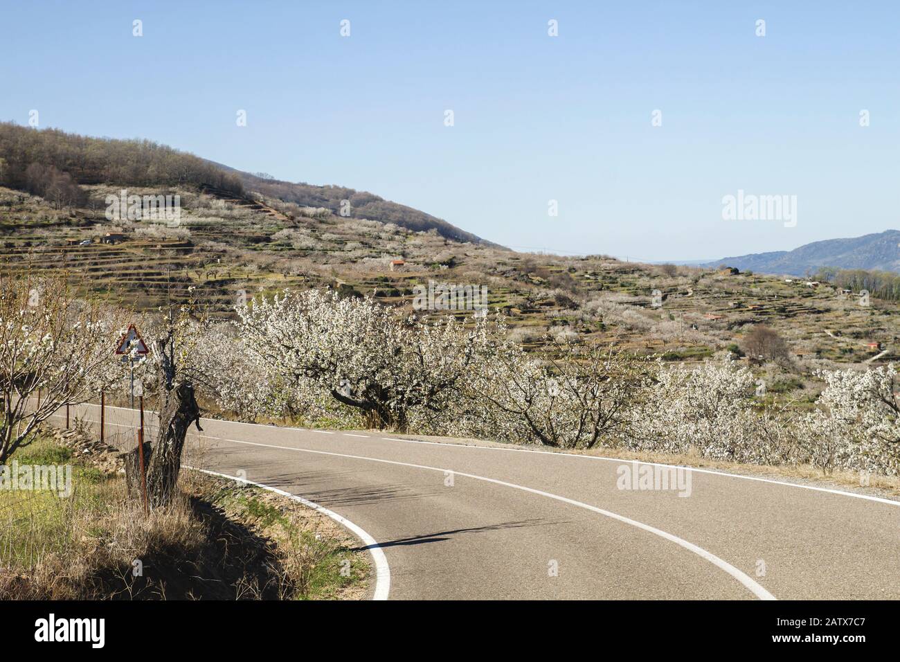 Beautiful springtime cherry blossoms in Valle del Jerte, Extremadura ...