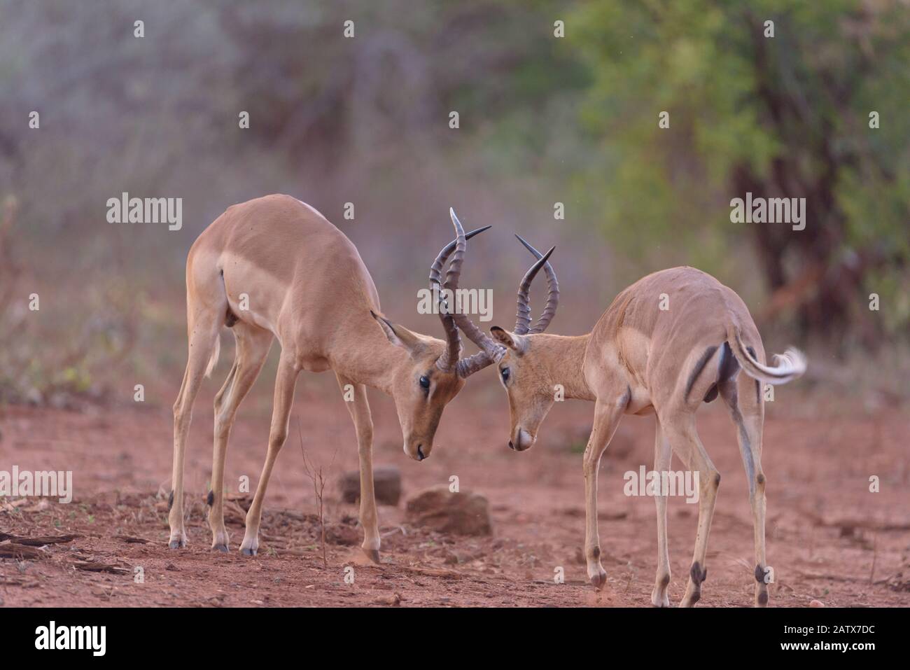 Impala fighting for dominance Stock Photo - Alamy