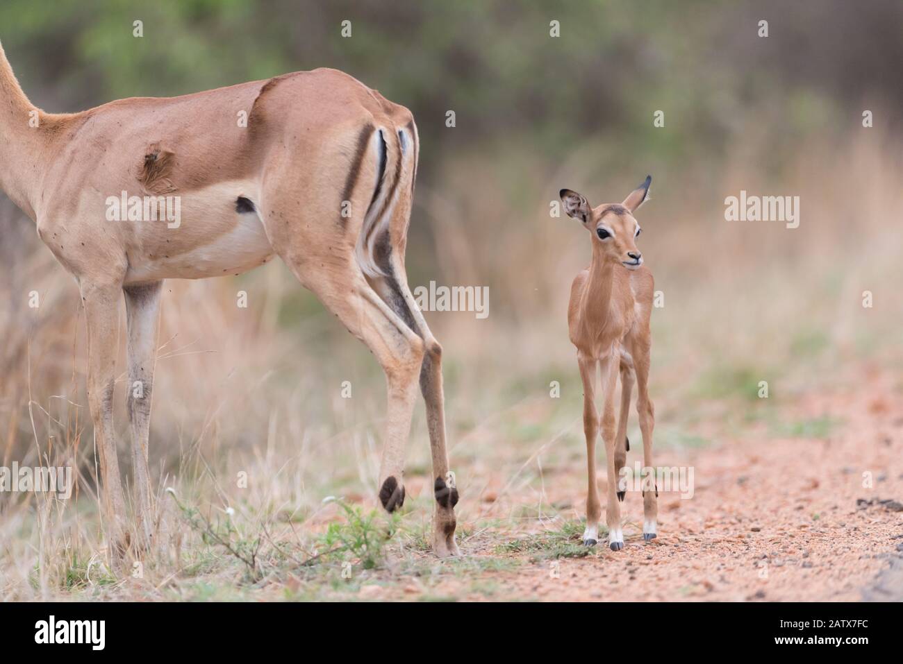 impala calf, baby impala Stock Photo - Alamy
