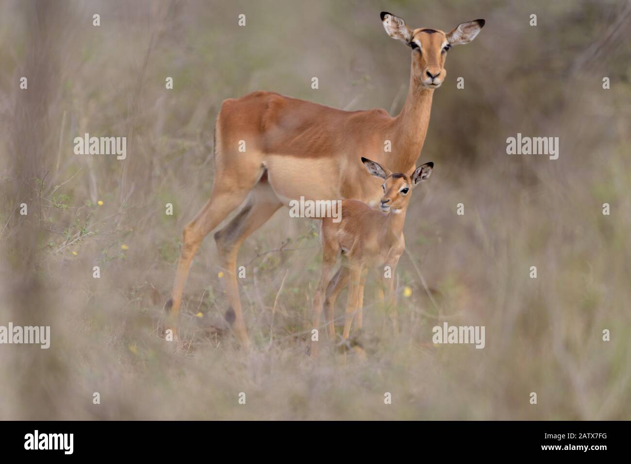 impala calf, baby impala Stock Photo - Alamy