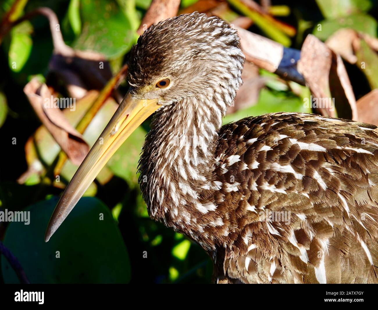 Crying bird hi-res stock photography and images - Alamy