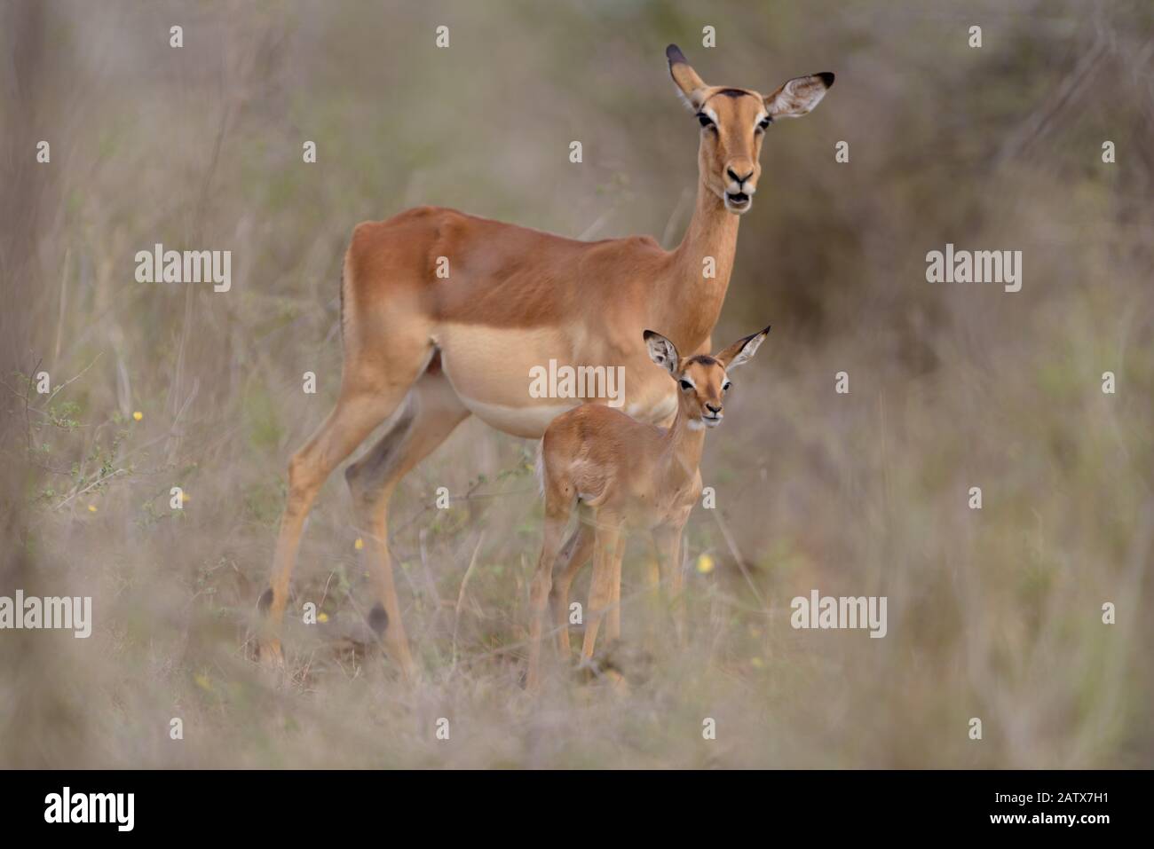 Impala Ewe With Calf High Resolution Stock Photography and Images - Alamy