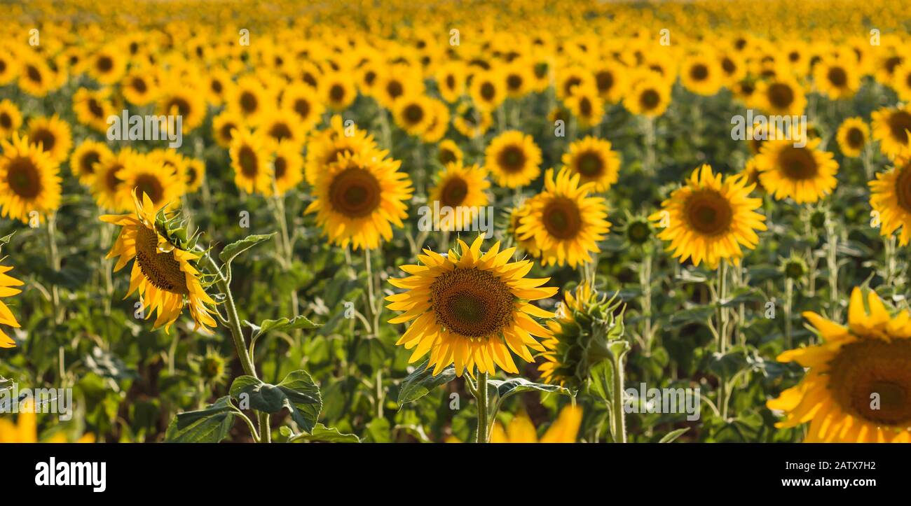Field of sunflowers spain hi-res stock photography and images - Alamy