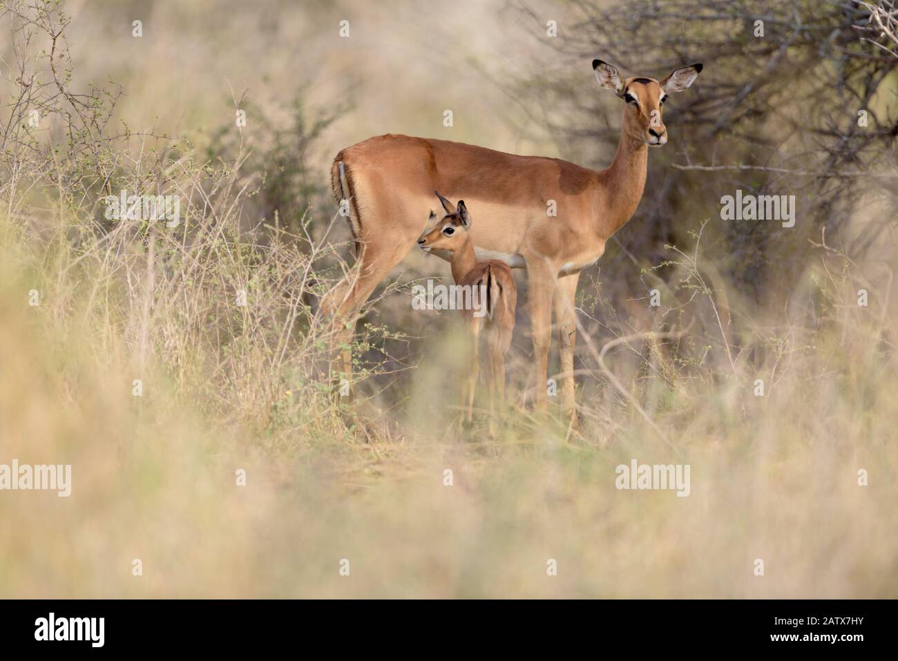 Impala ewe with calf hi-res stock photography and images - Alamy