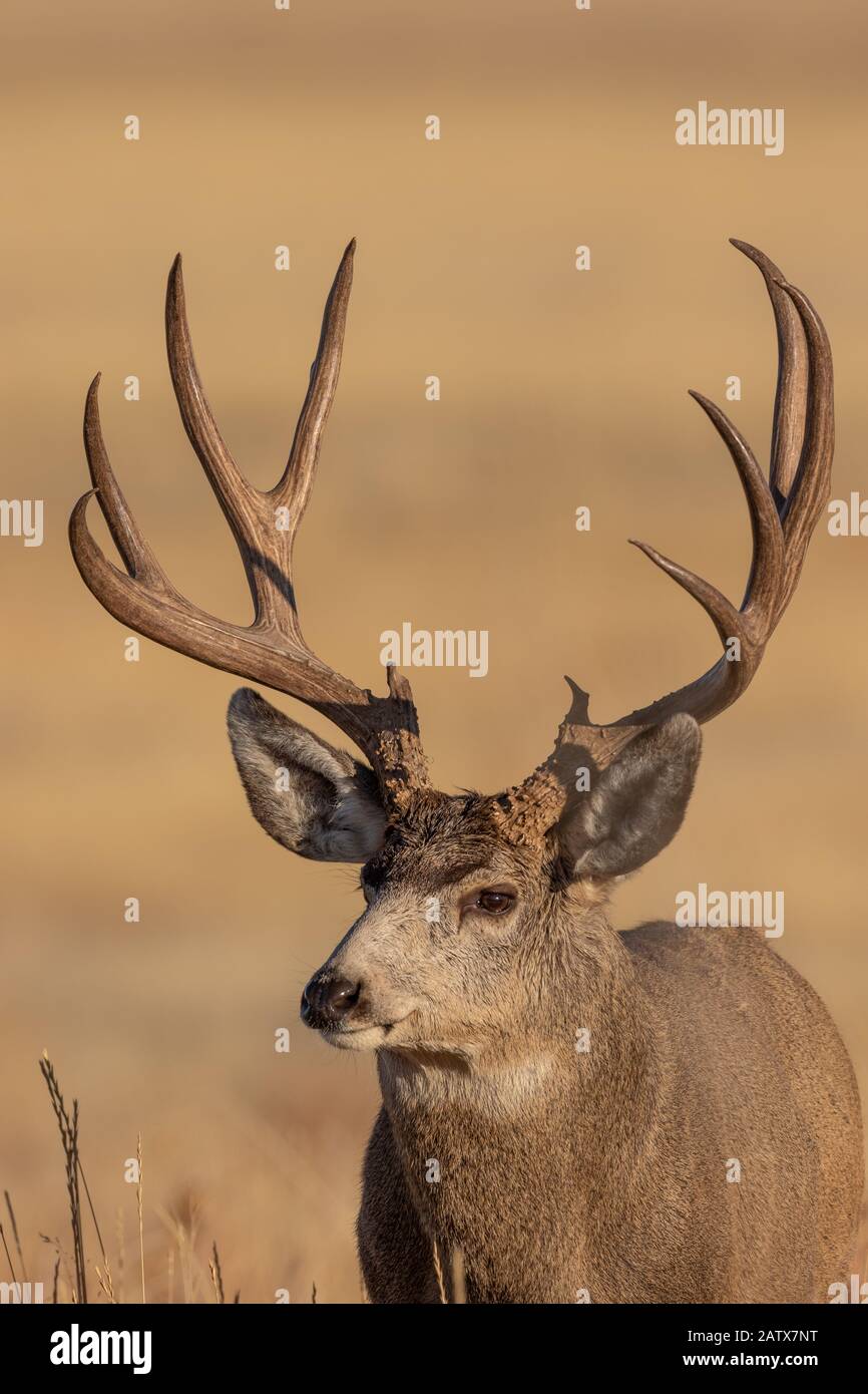 Mule Deer Buck Portrait in Autumn Stock Photo - Alamy