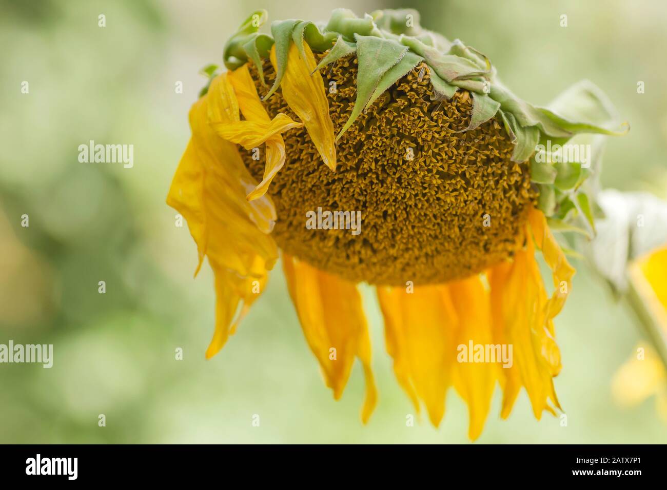 Disk florets of sunflower hi-res stock photography and images - Alamy