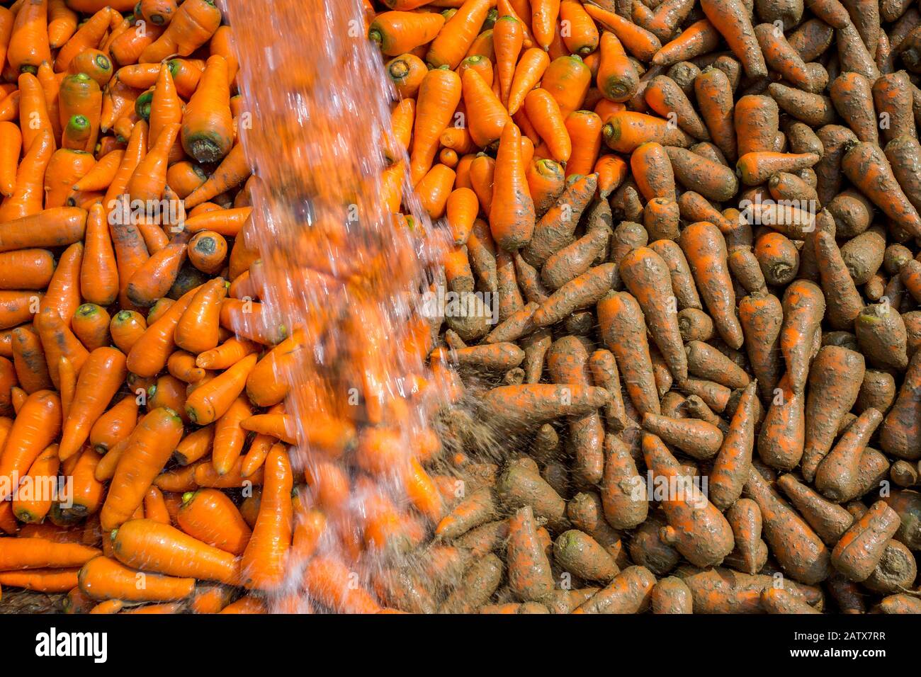 Un-washed and dirty carrot washing on throw pipe water. Food background ...