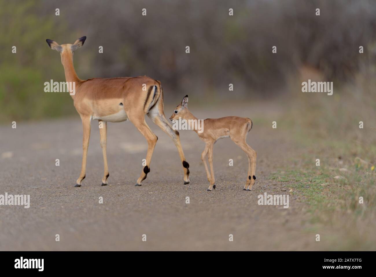 impala calf, baby impala Stock Photo - Alamy