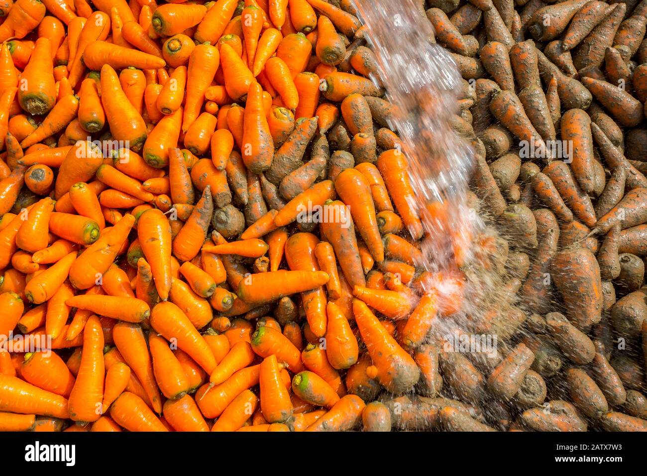 Un-washed and dirty carrot washing on throw pipe water. Food background ...
