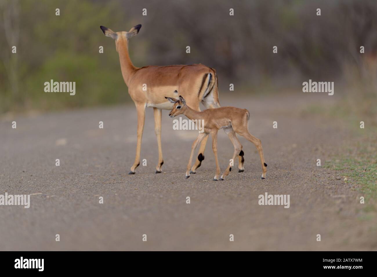 Impala ewe with calf hi-res stock photography and images - Alamy