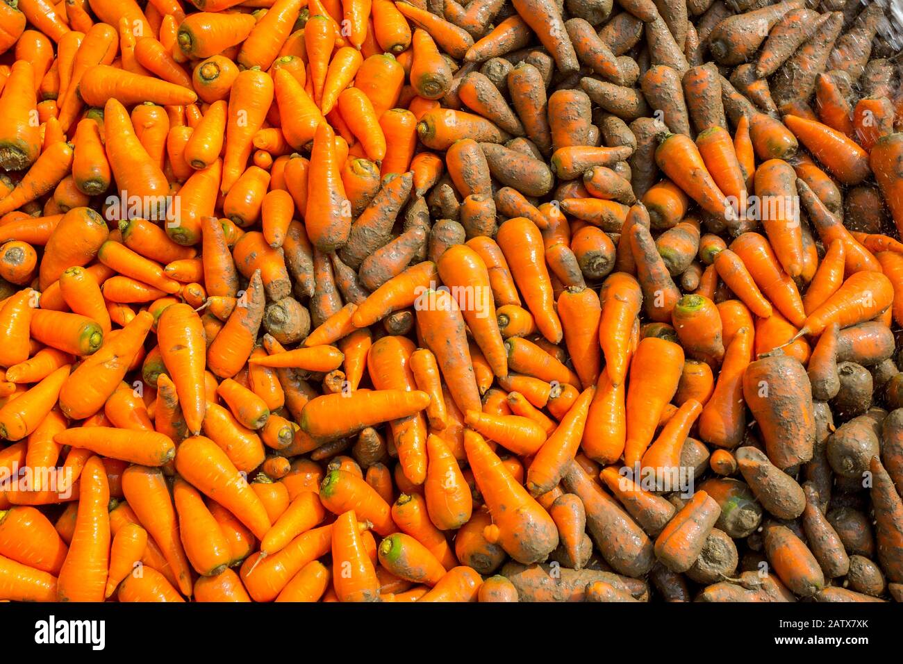 Un-washed and dirty carrot washing on throw pipe water. Food background ...