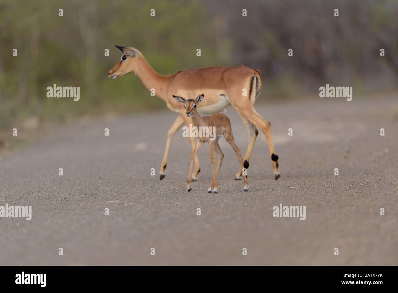 impala calf, baby impala Stock Photo - Alamy