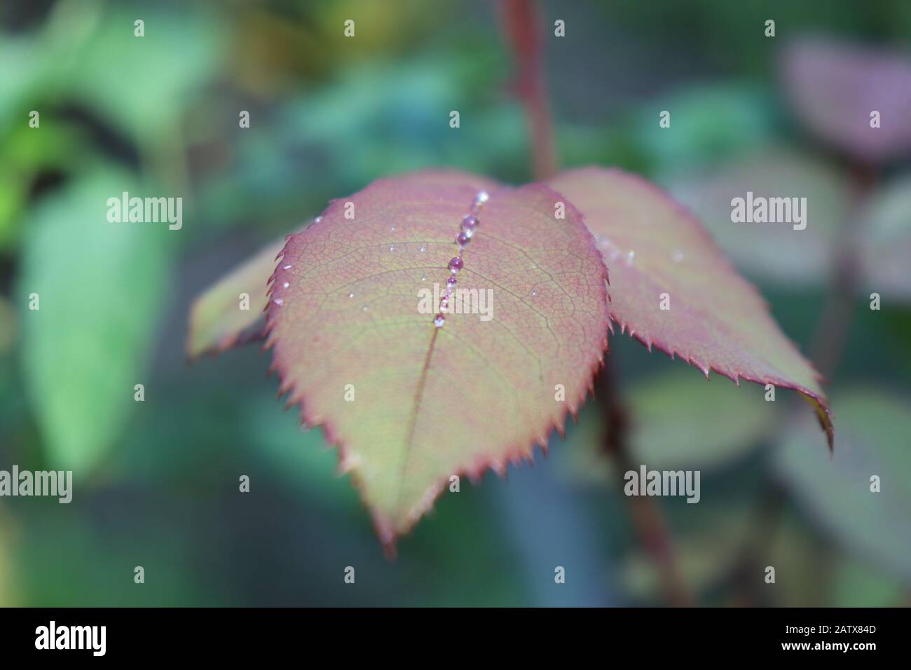 Morning autumn colors hi-res stock photography and images - Alamy