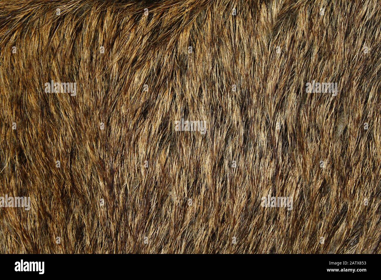 The picture shows a wild boar fur Stock Photo - Alamy