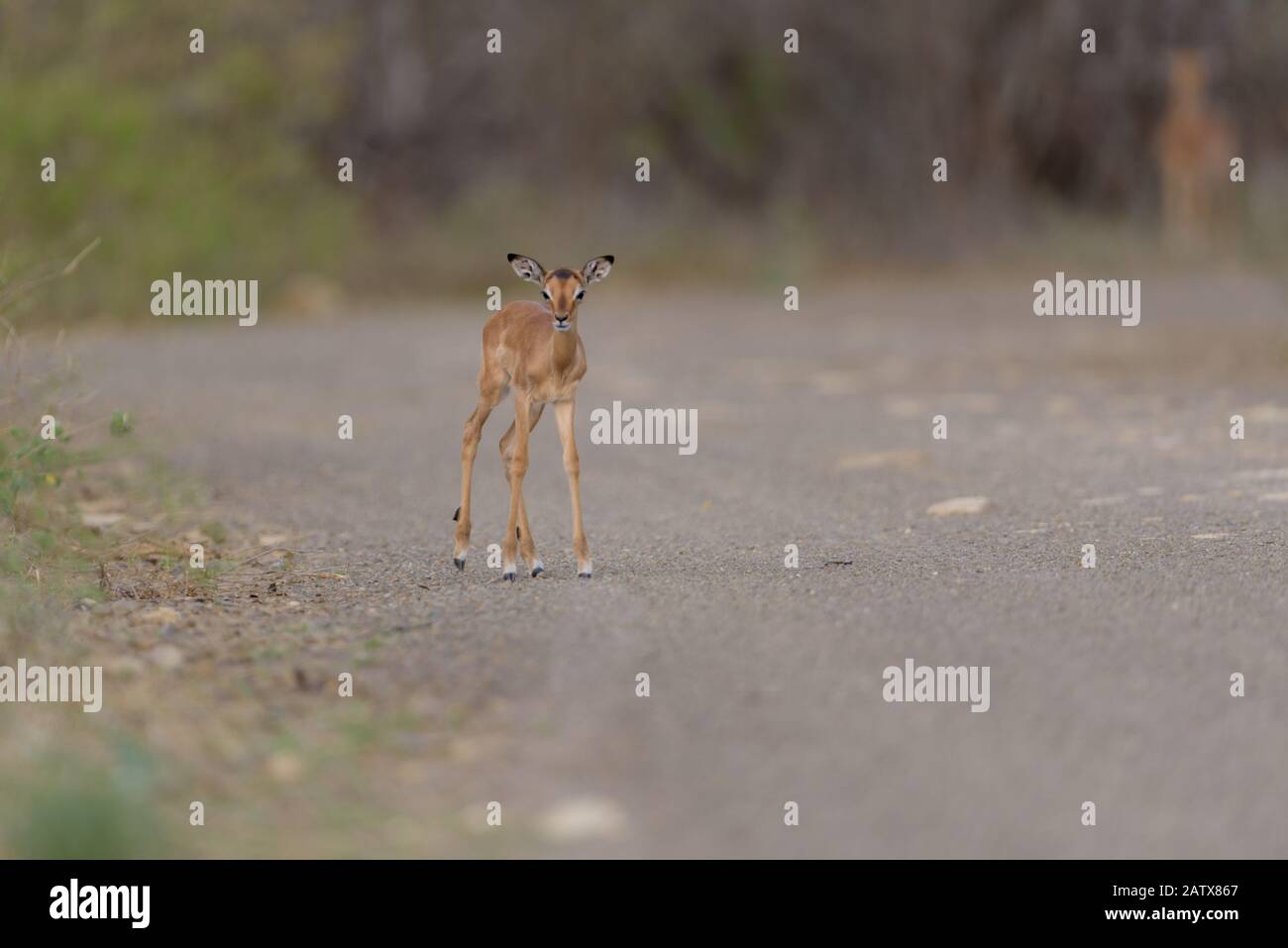 impala calf, baby impala Stock Photo - Alamy